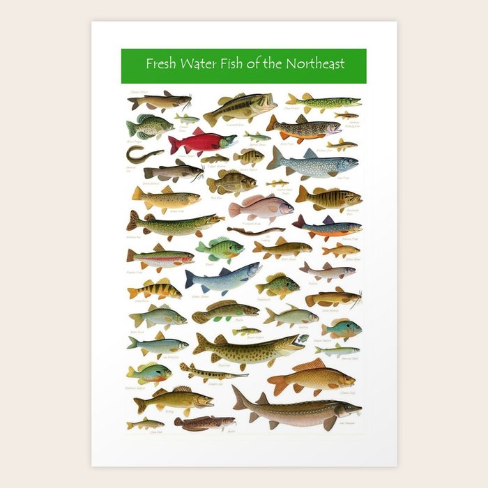 identify river fish uk