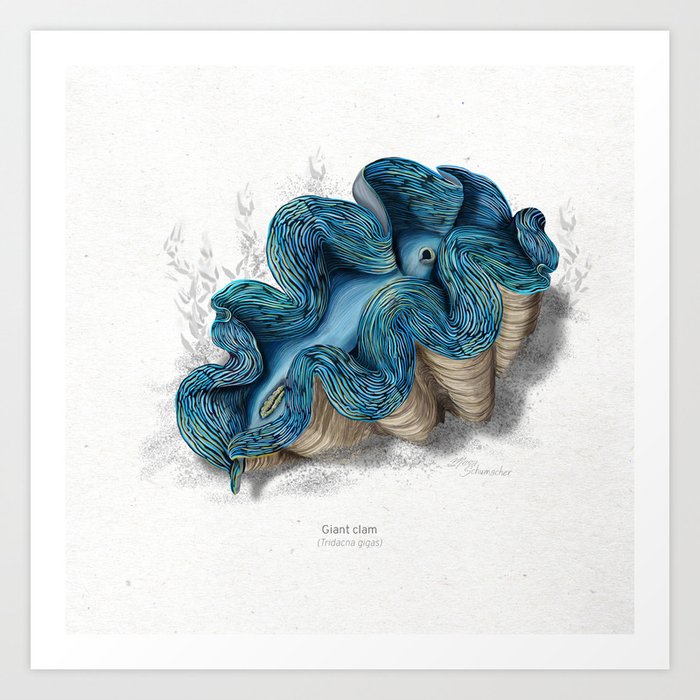 Giant Clam Drawing