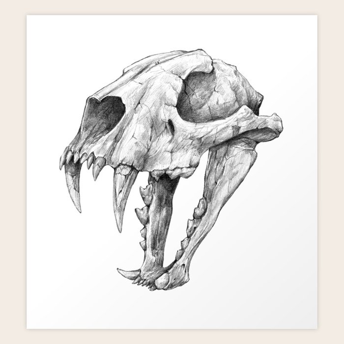 Saber Tooth Tiger Skull Drawing
