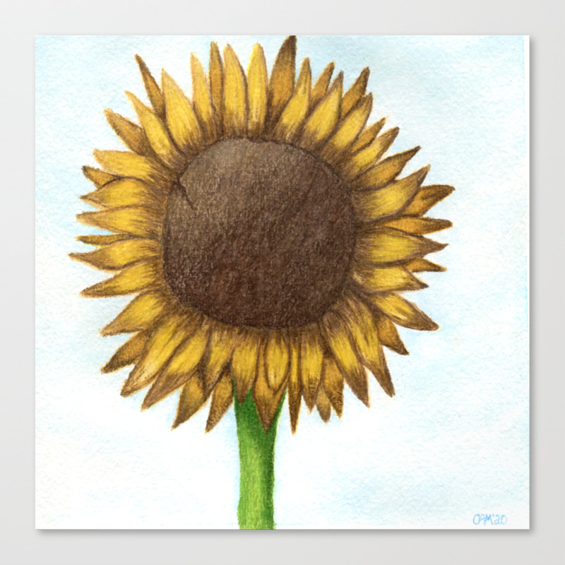 Colored Pencil Drawings Of Sunflowers