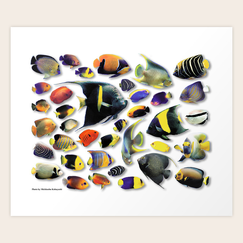 Saltwater Angelfish Drawing
