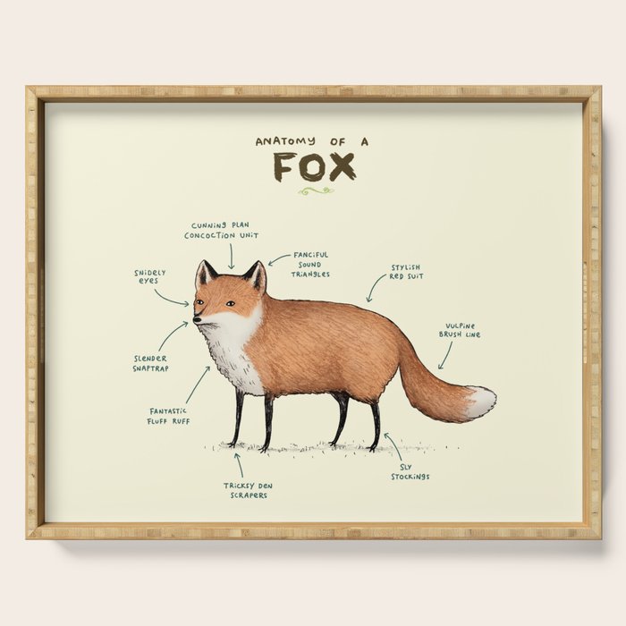 fox anathomy