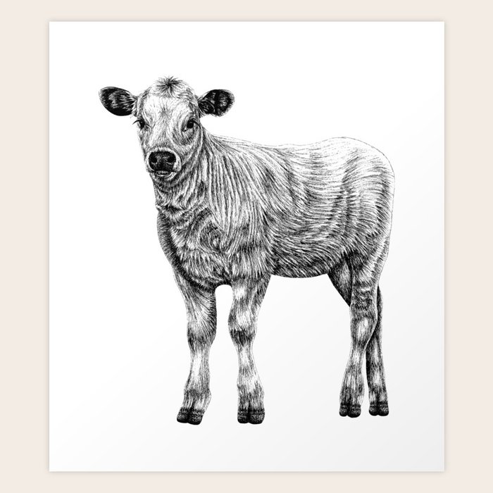 Cow And Calf Drawing