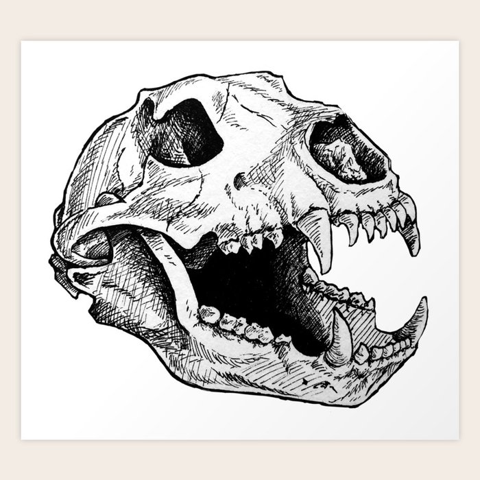 how to draw a bear skull