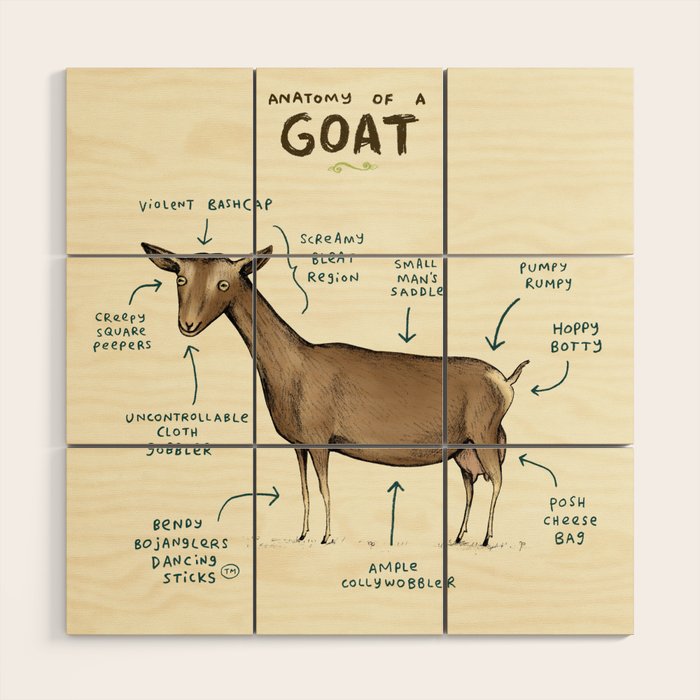 goat antomy