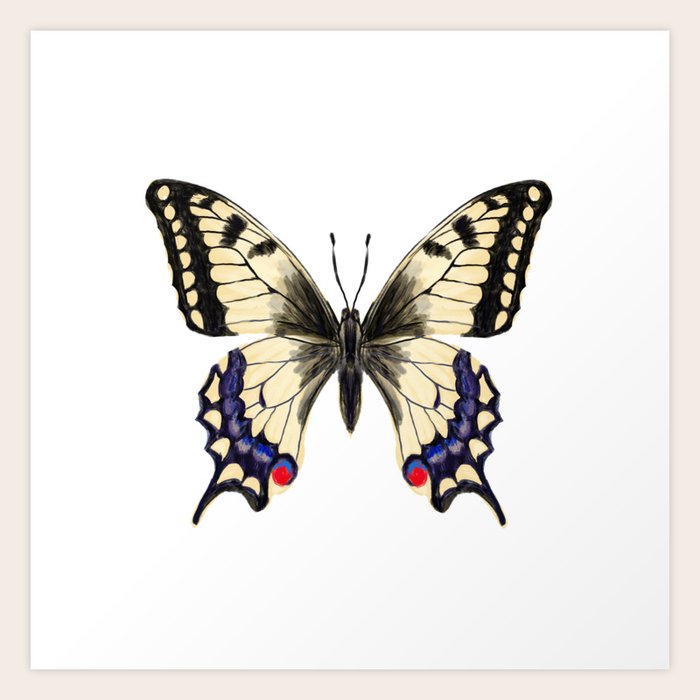 Swallowtail Butterfly Drawing