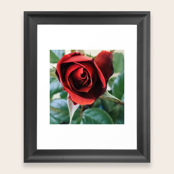 Vampire Blood Rose
