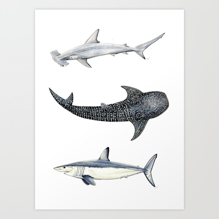 How To Draw A Mako Shark Step By Step