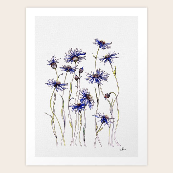 blue cornflower drawing