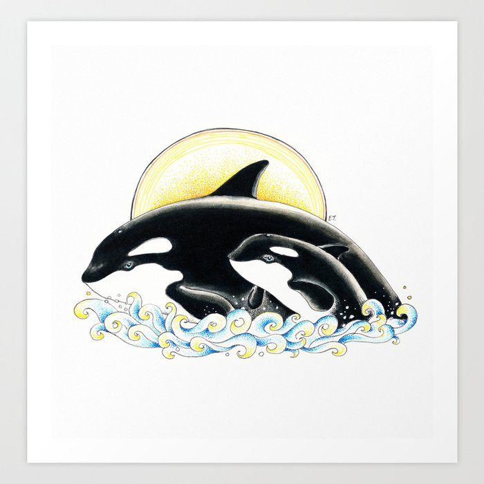 Baby Orca Whale Drawing