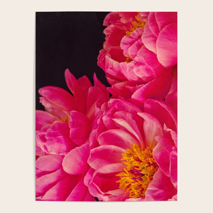peonies poster