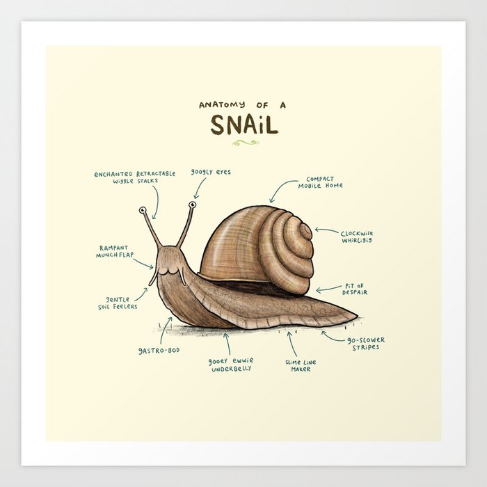 Anatomy of a Snail Art Print by Sophie Corrigan | Society6