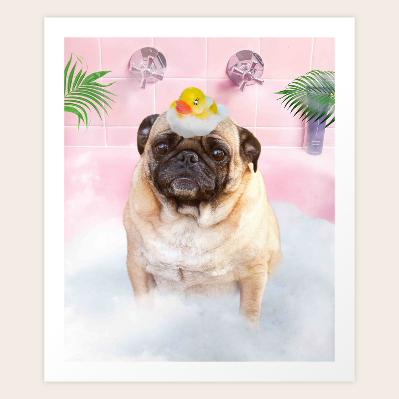 Can You Bathe A Pug Puppy