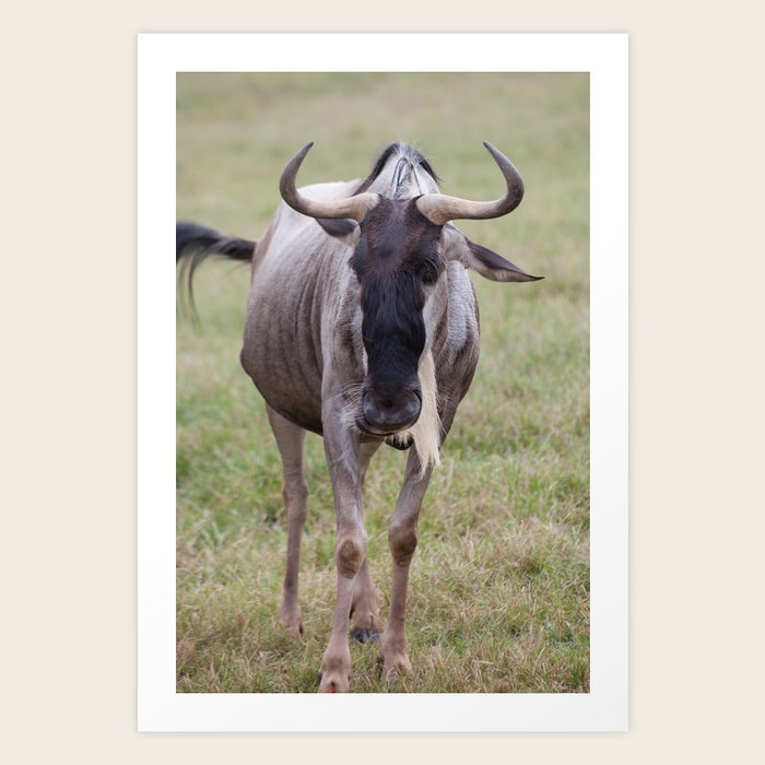 Wildebeest The Wild