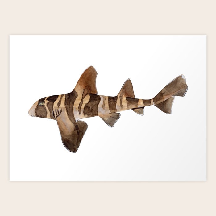 Bullhead Shark