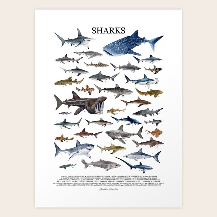 Great White Shark Poster