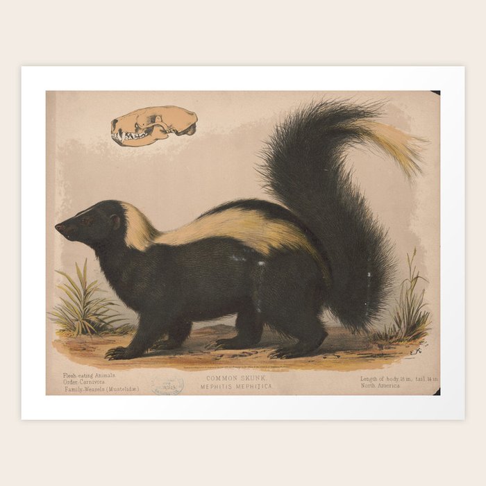 Skunk Illustrations Vintage