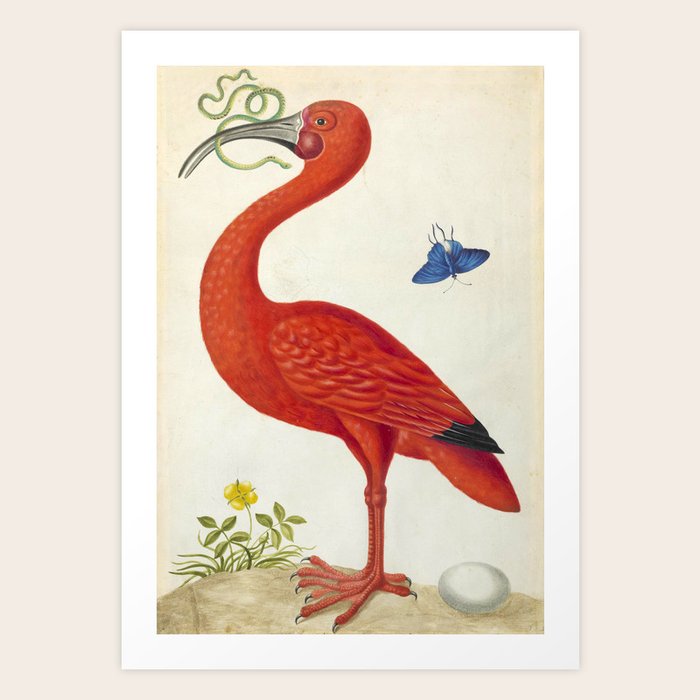 Scarlet ibis and blue morpho butterfly by Dorothea Maria Graff, early 1700s Art Print by Maria ...