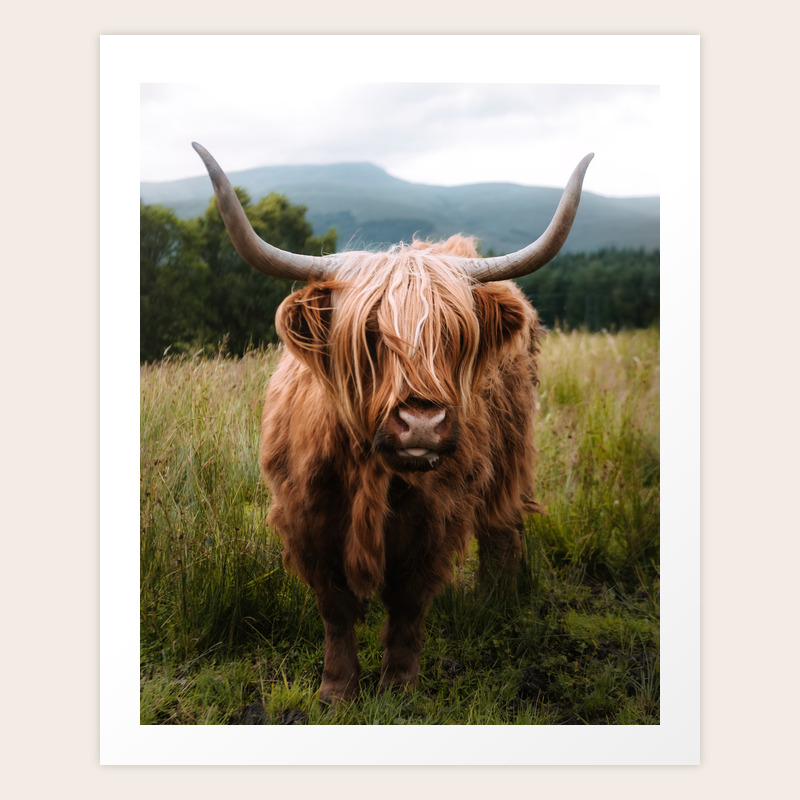 Scottish Highland Cow