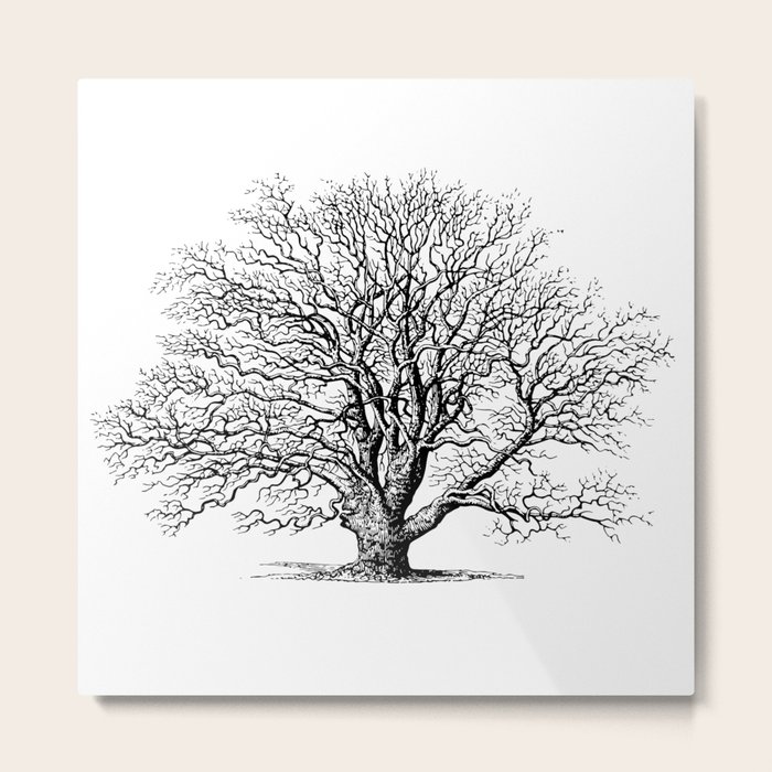 bare oak tree drawing