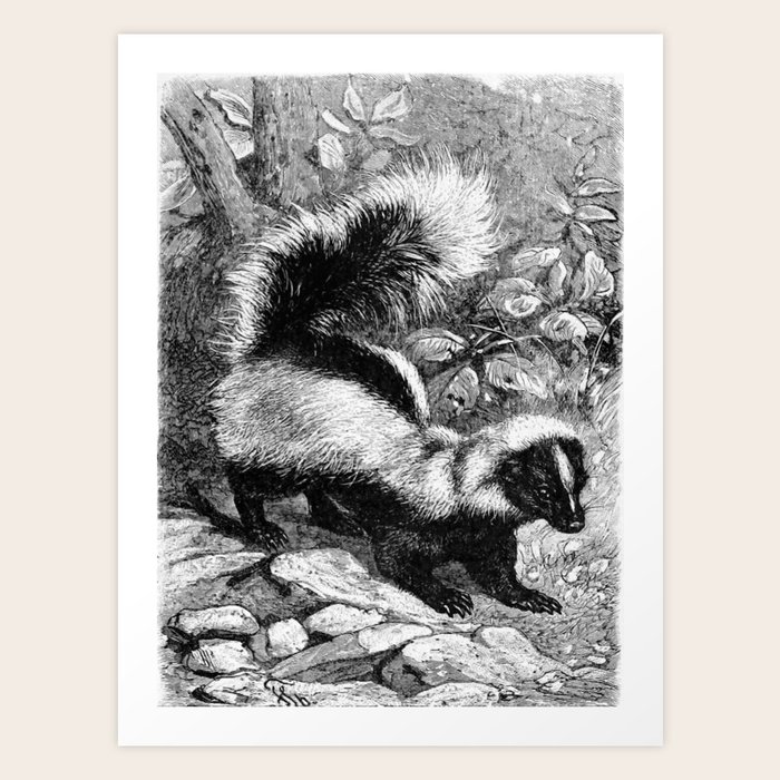 Skunk Illustrations Vintage