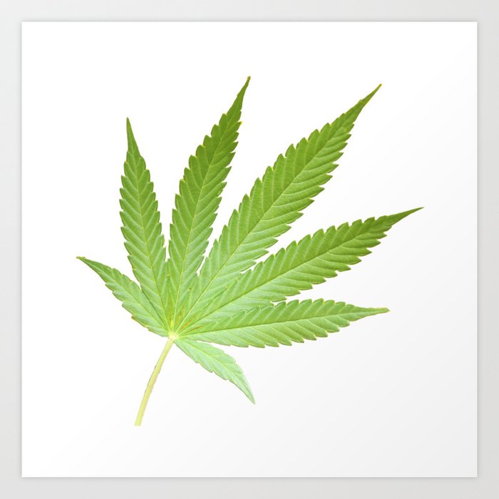 Pot Leafs 420 Backgrounds