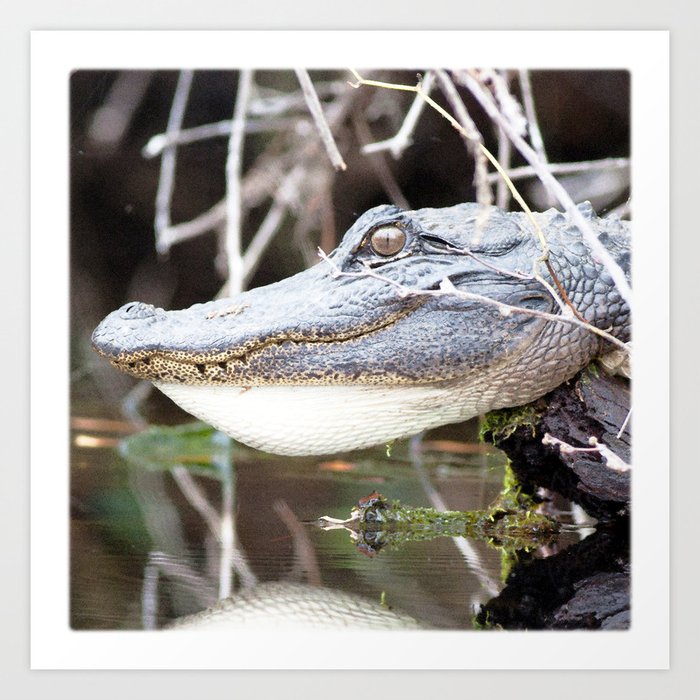 Alligator Swamp Art