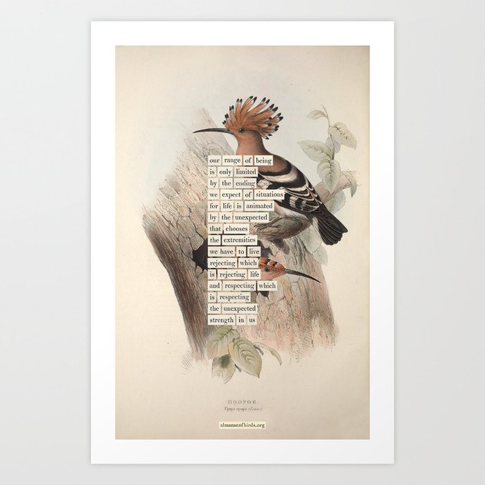 hoopoe prints