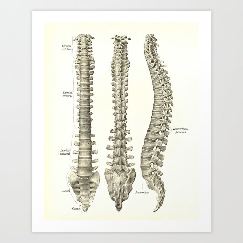 Human Vertebral Column Anatomy