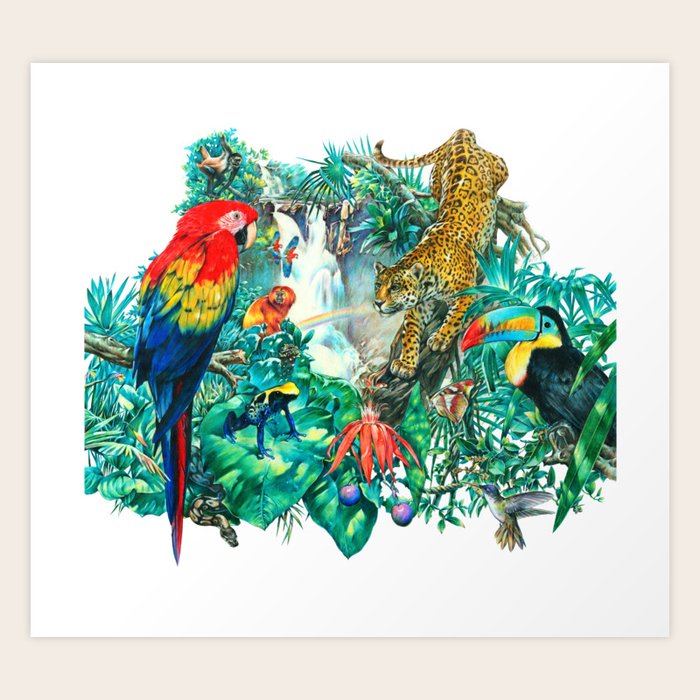 Tropical Rainforest Drawings