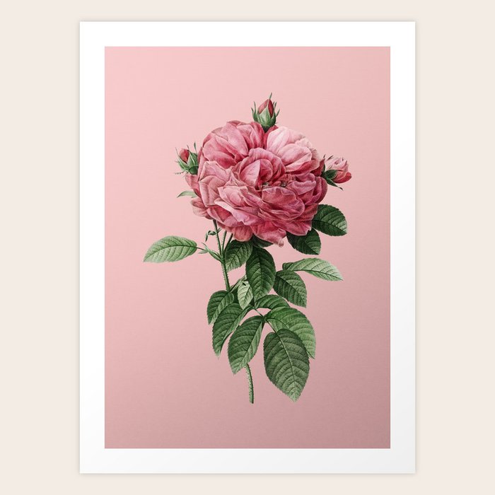 Vintage French Roses Design