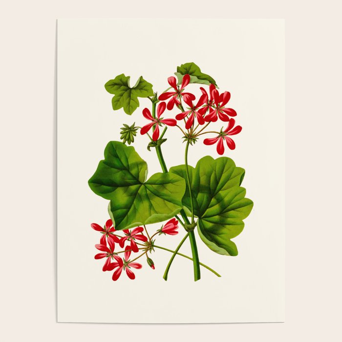 Joy Leaved Geranium Vintage Scientific Botanical Flower Illustration ...