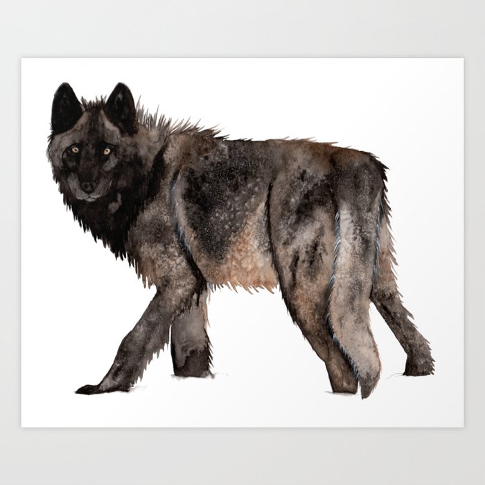 Black Wolf Mix