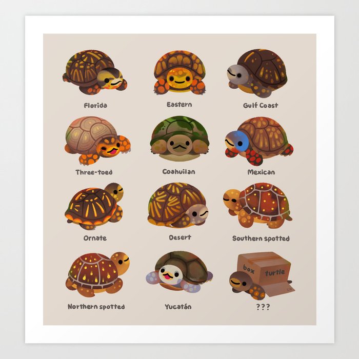 box turtle drawing cute