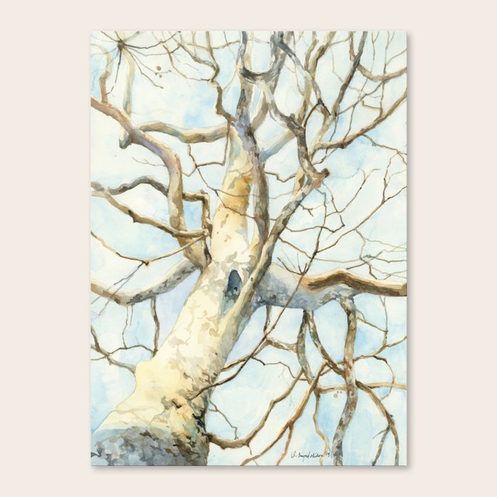 Sycamore Tree Painting