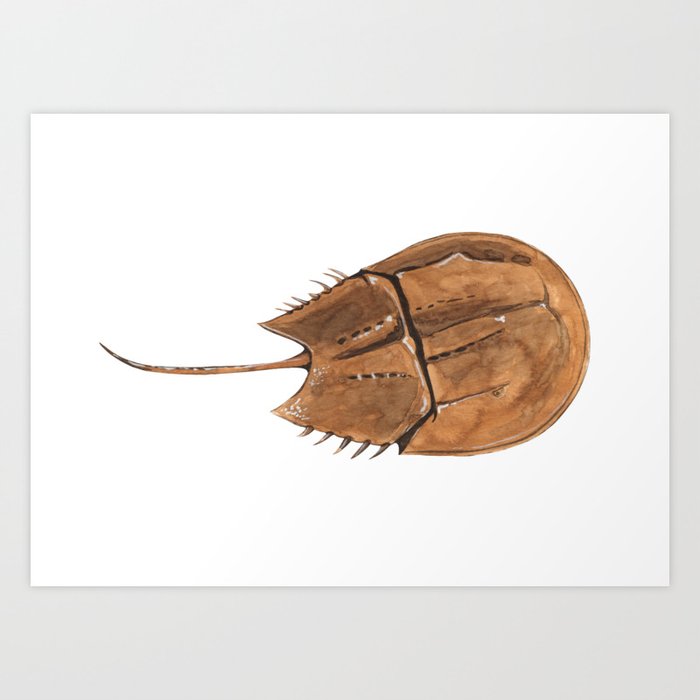 Horseshoe Crab Illustration