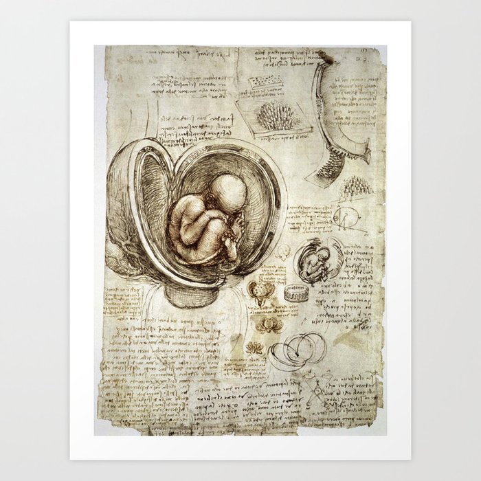 The Fetus And The Lining Of The Uterus Da Vinci