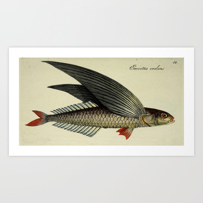 Flying Fish Art