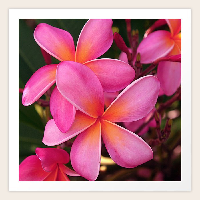 Island Flowers Drawings