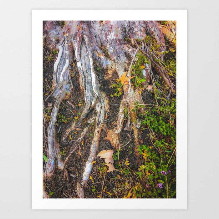 tree roots with green leaves plant on the ground Art Print by TimLA ...