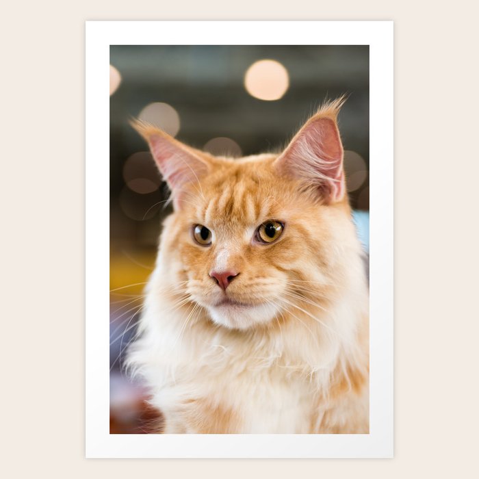 Red White Maine Coon