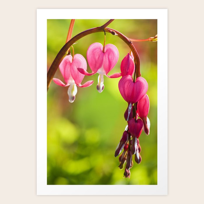 Bleeding Heart Flower Art
