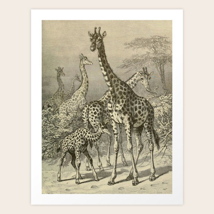 Vintage Ink Drawings Giraffe