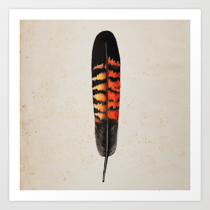 Red Tailed Black Cockatoo Feather