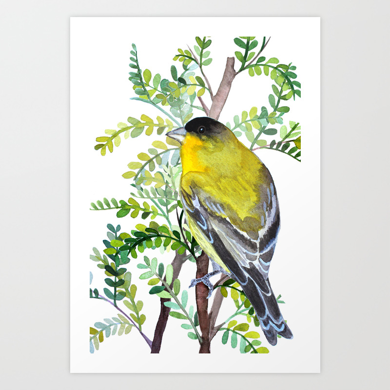 Lesser Goldfinch