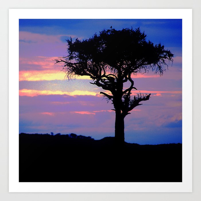 Acacia Tree Sunset