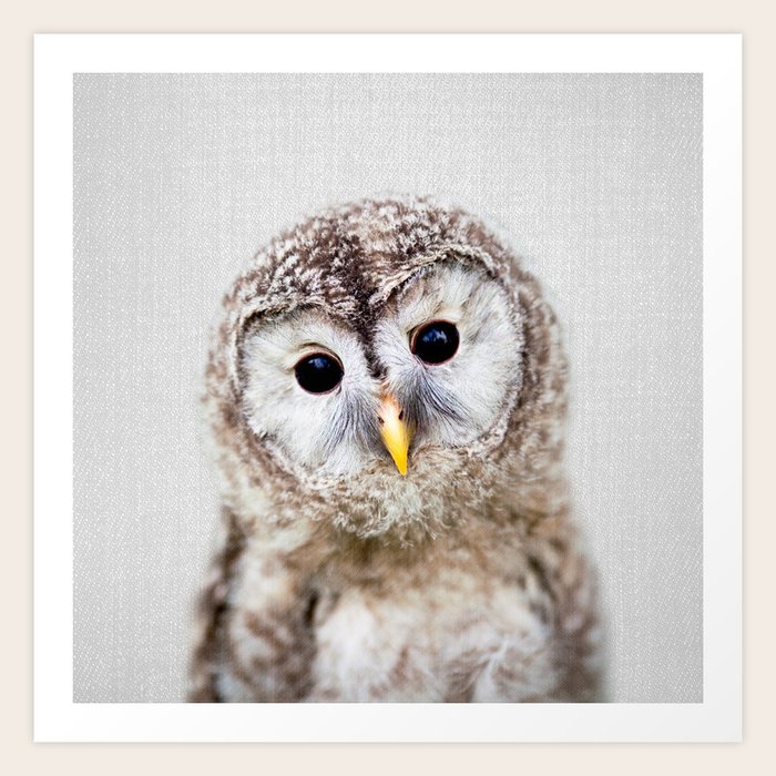Colorful Owl Print
