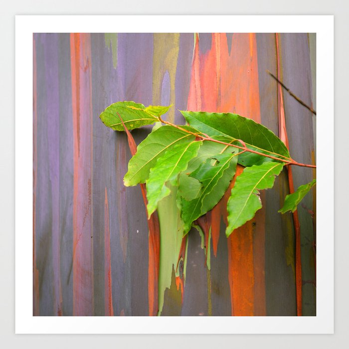 Rainbow Eucalyptus Tree Leaves