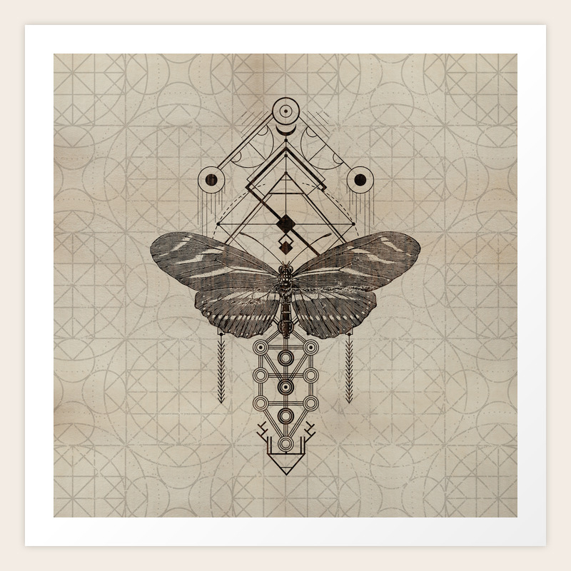 Zebra Longwing Butterfly Drawing