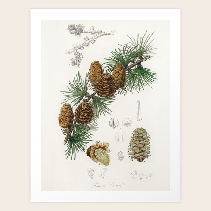 Pine Cone Scientific Illustration